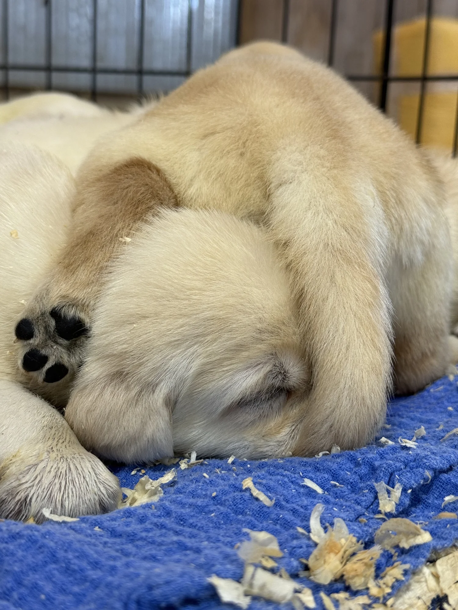 currently available — BUCKEYE KENNELS