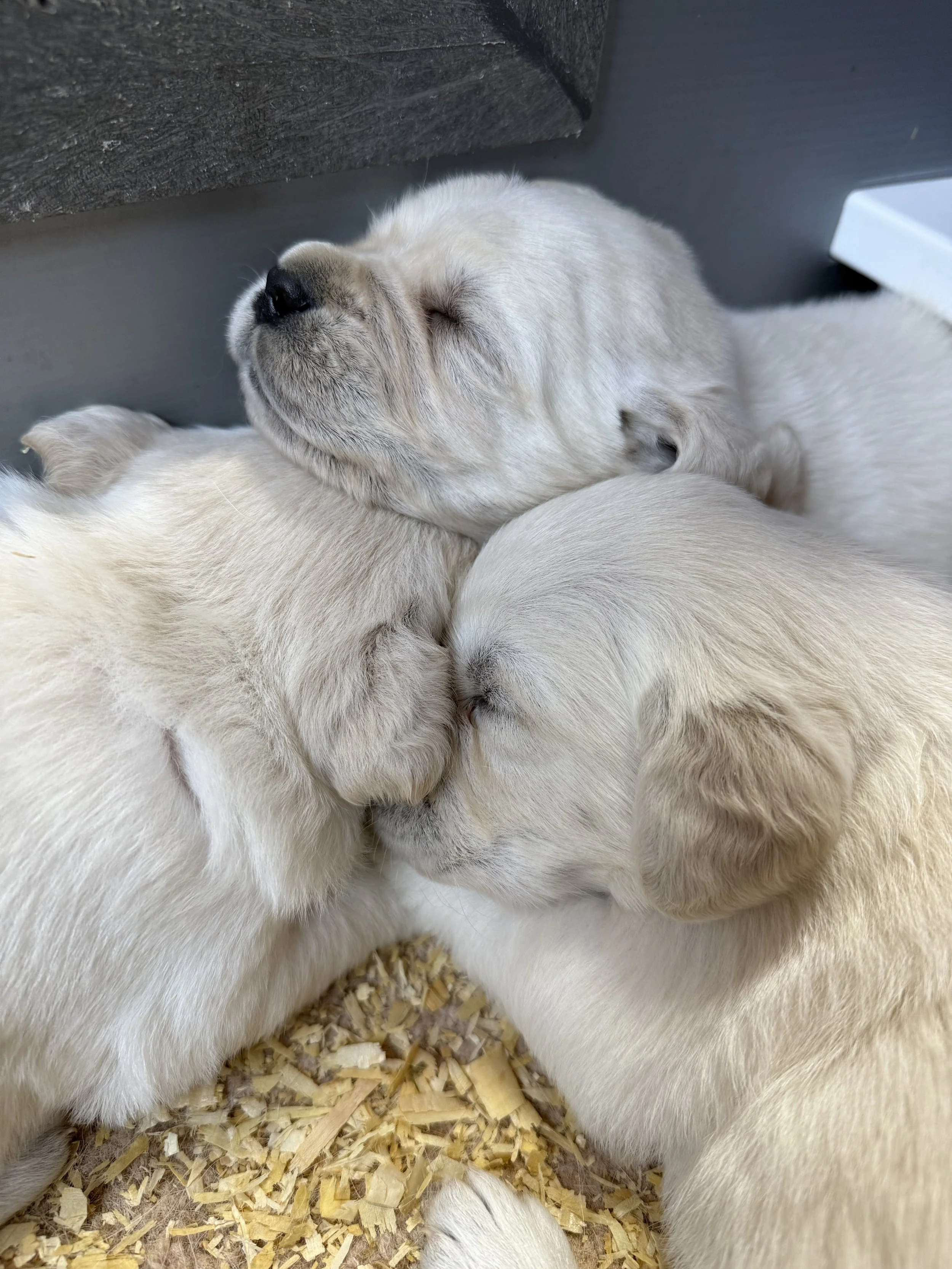 currently available — BUCKEYE KENNELS