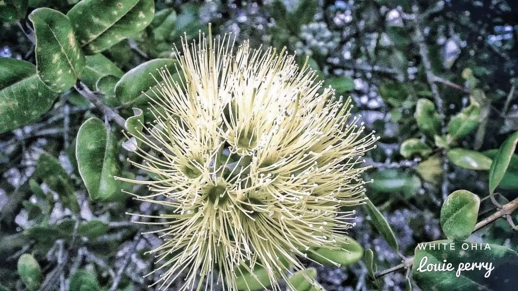 ABLED HAWAI’I ARTISTS — Paradise Studio Tour Artist Collective