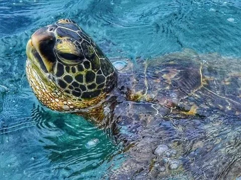 ABLED HAWAI’I ARTISTS — Paradise Studio Tour Artist Collective