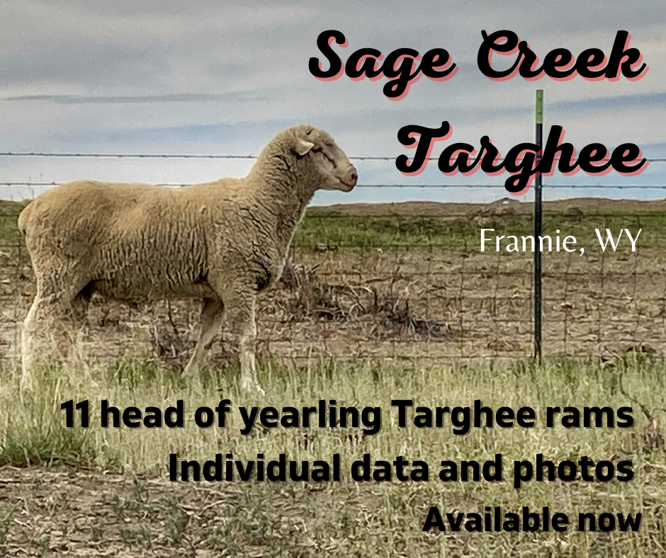 Sheep For Sale — LM Livestock Services, LLC