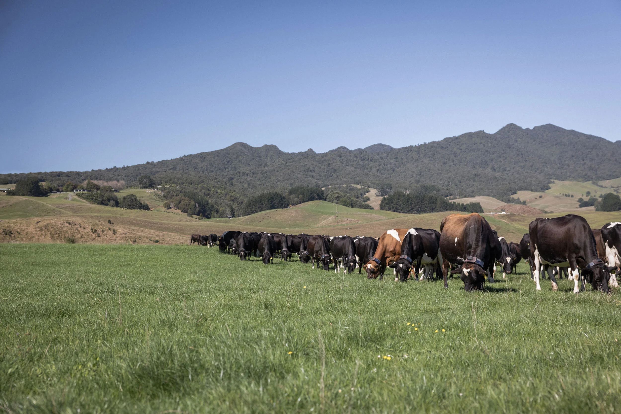 Precise Pasture Management | Pasture Tool — Halter - Welcome to the ...