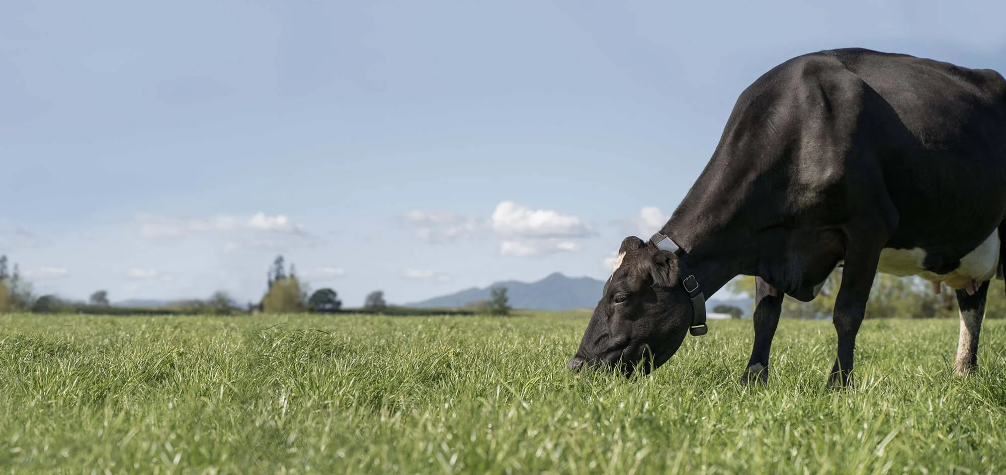 Halter | The Future of Farming