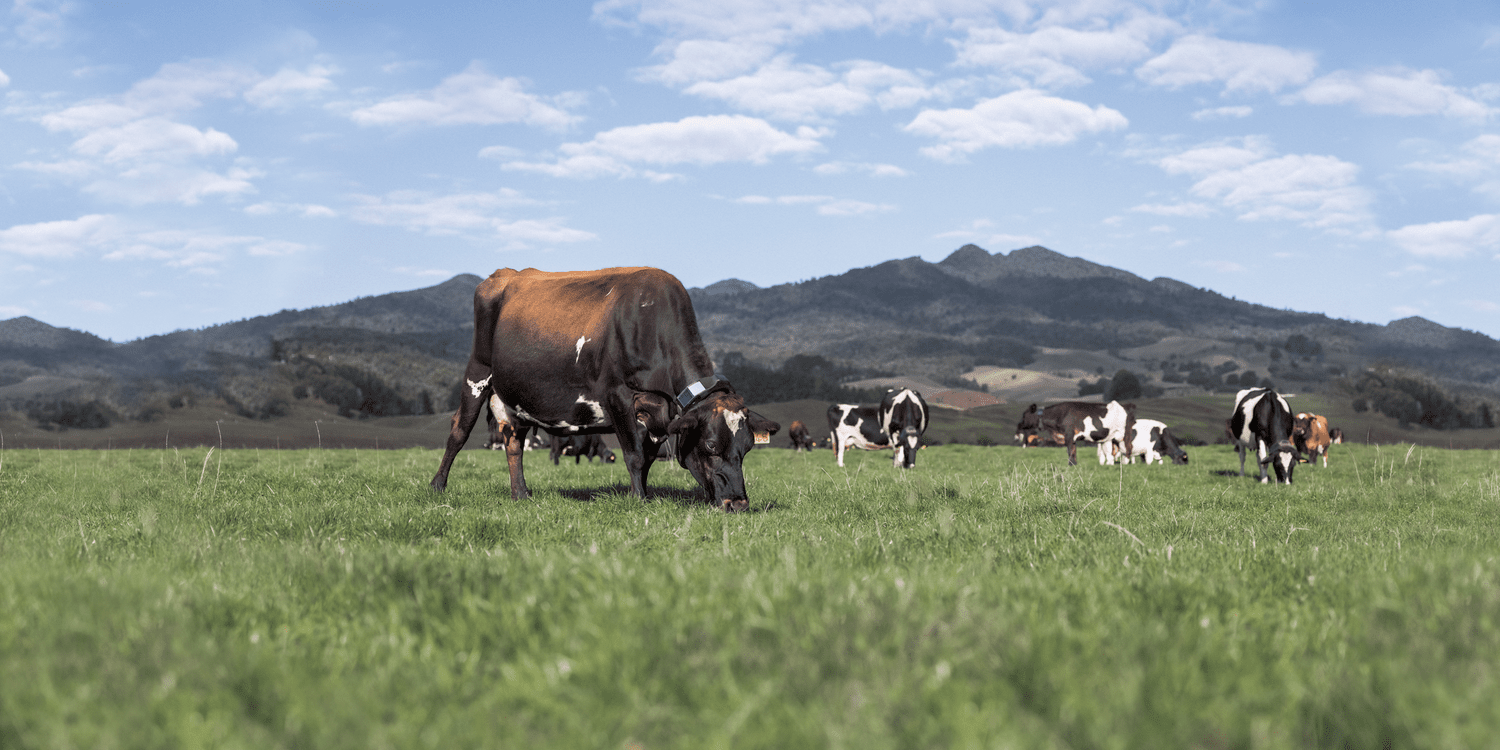 Halter | The Future of Farming