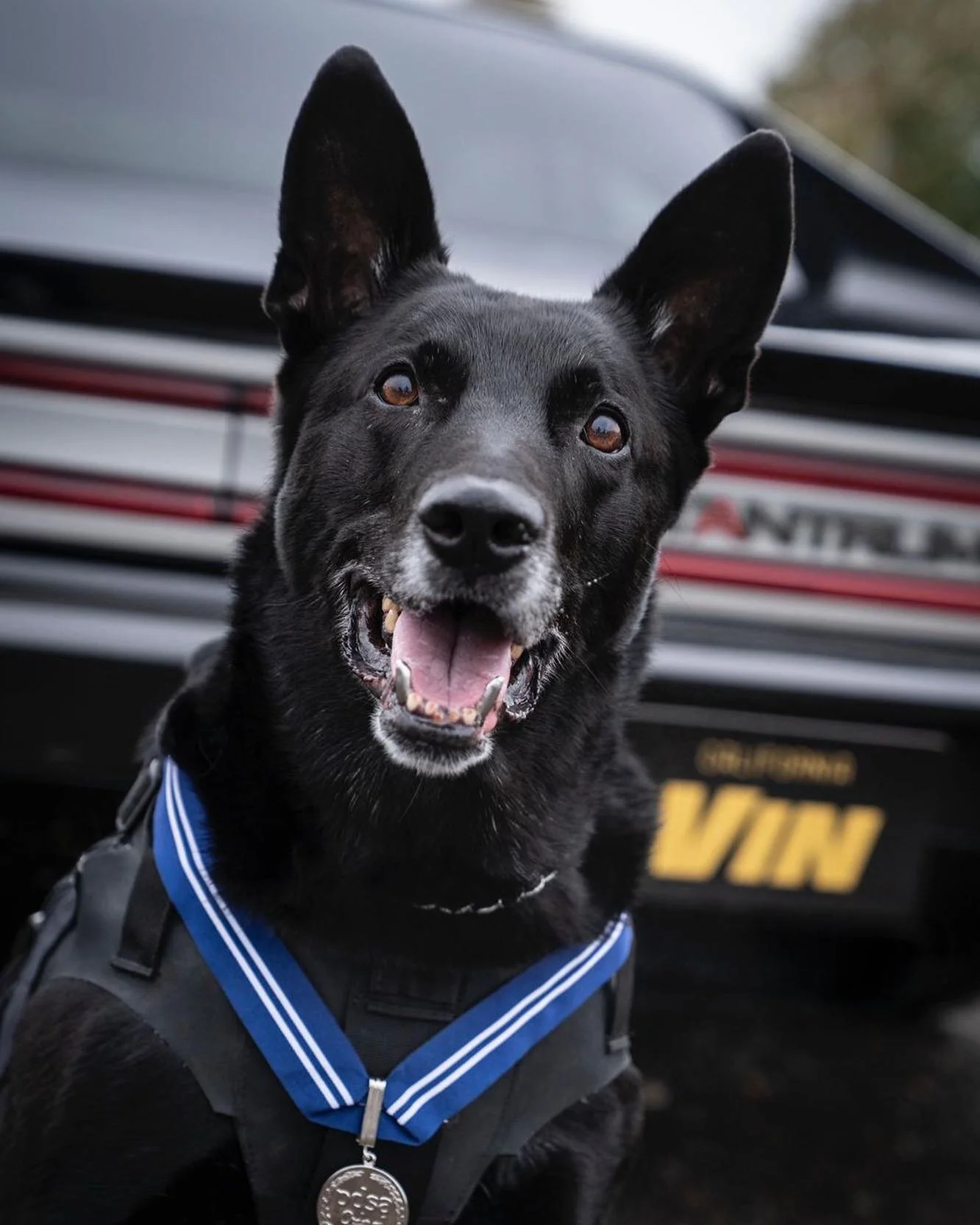 K9 Hurricane's Heroes