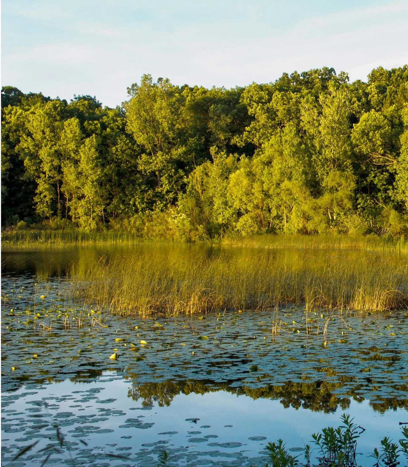 Gallery — Asylum Lake Preservation Association