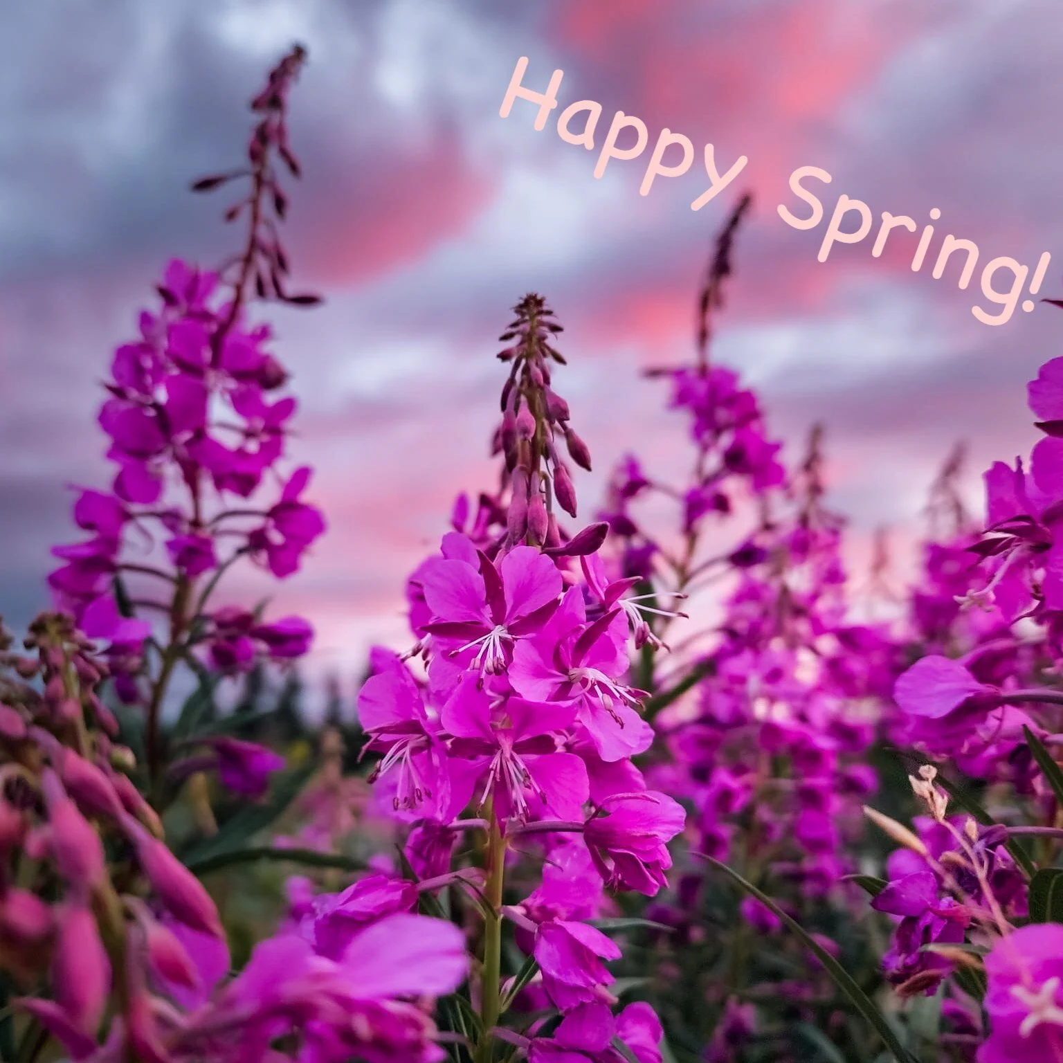 Denali Hostel & Cabins