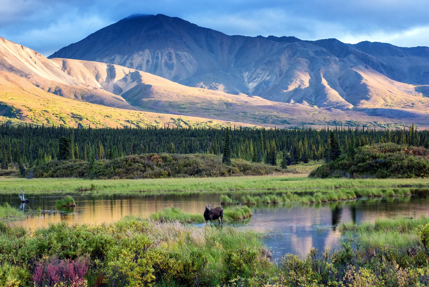 The Ultimate Denali National Park Itinerary: One, two, or three days ...