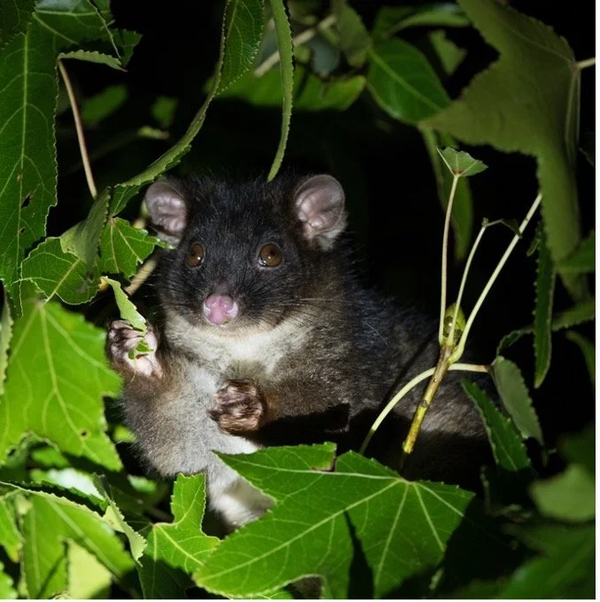 General 2 — Leschenault Catchment Council