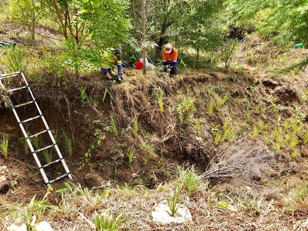 Forest Rehabilitation Ecology