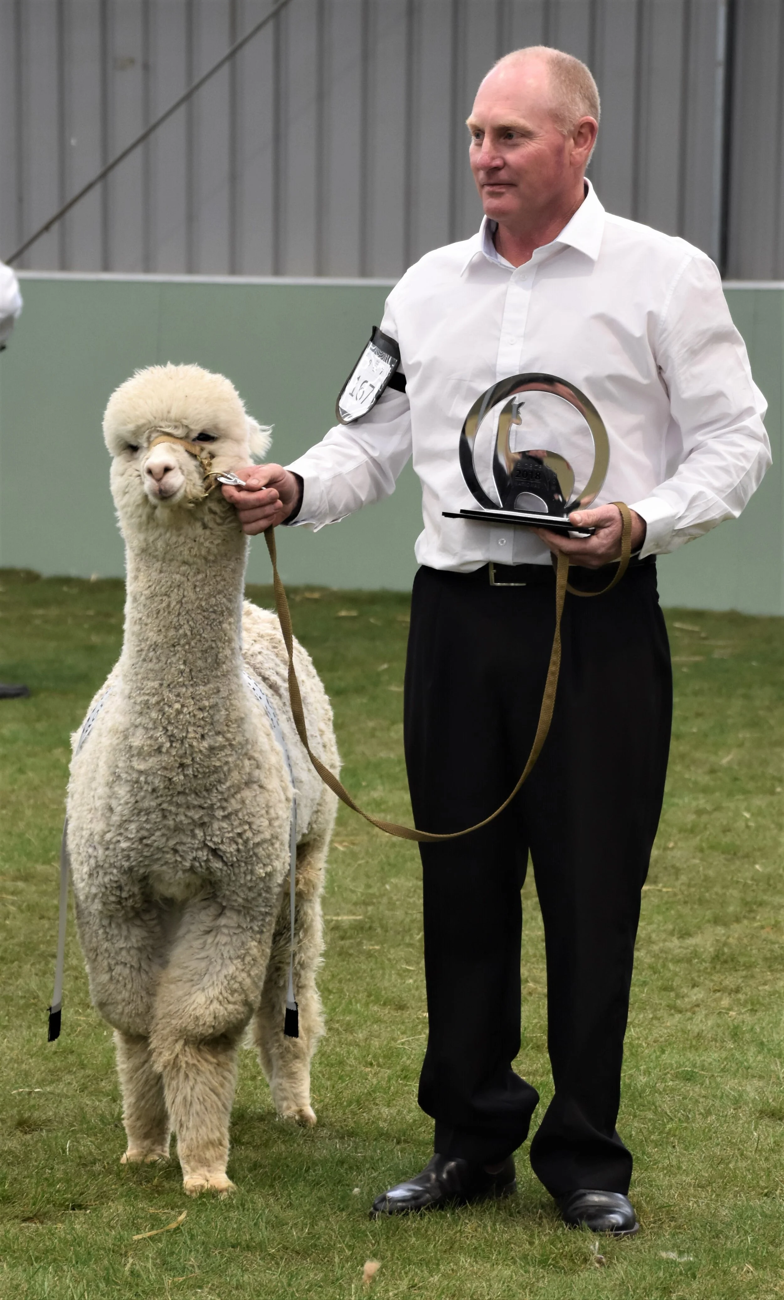 Show Results — Waikara Park Alpacas