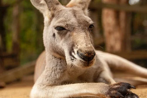 Bungarrow Jungerbiddie : THE GIANT KANGOROO — Fact-Fiction-Fantasy