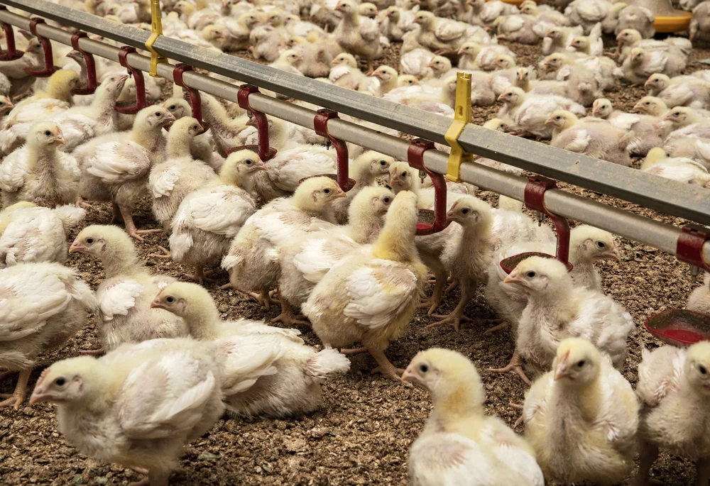 Slagtekyllingeproduktion — Dansk Fjerkræ