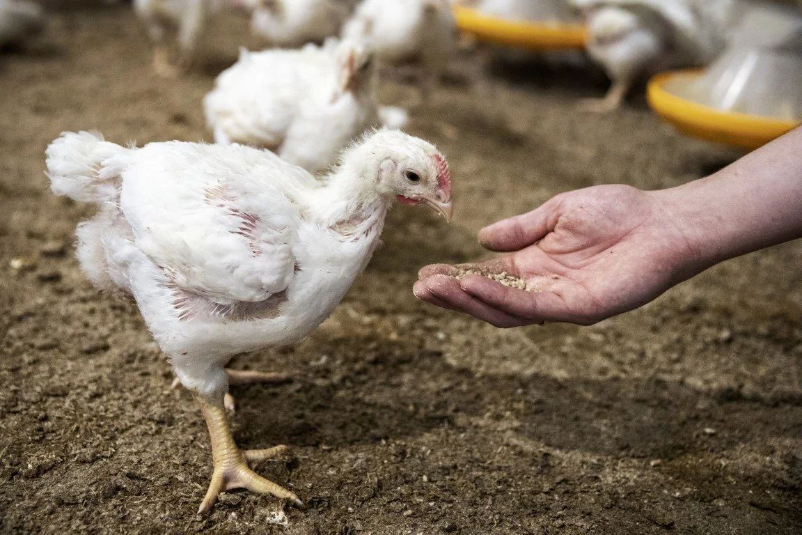 Kylling og sundhed — Dansk Fjerkræ