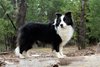Omegamtn's Panda Bear "Panda" - Male — Team Reeves Ranch