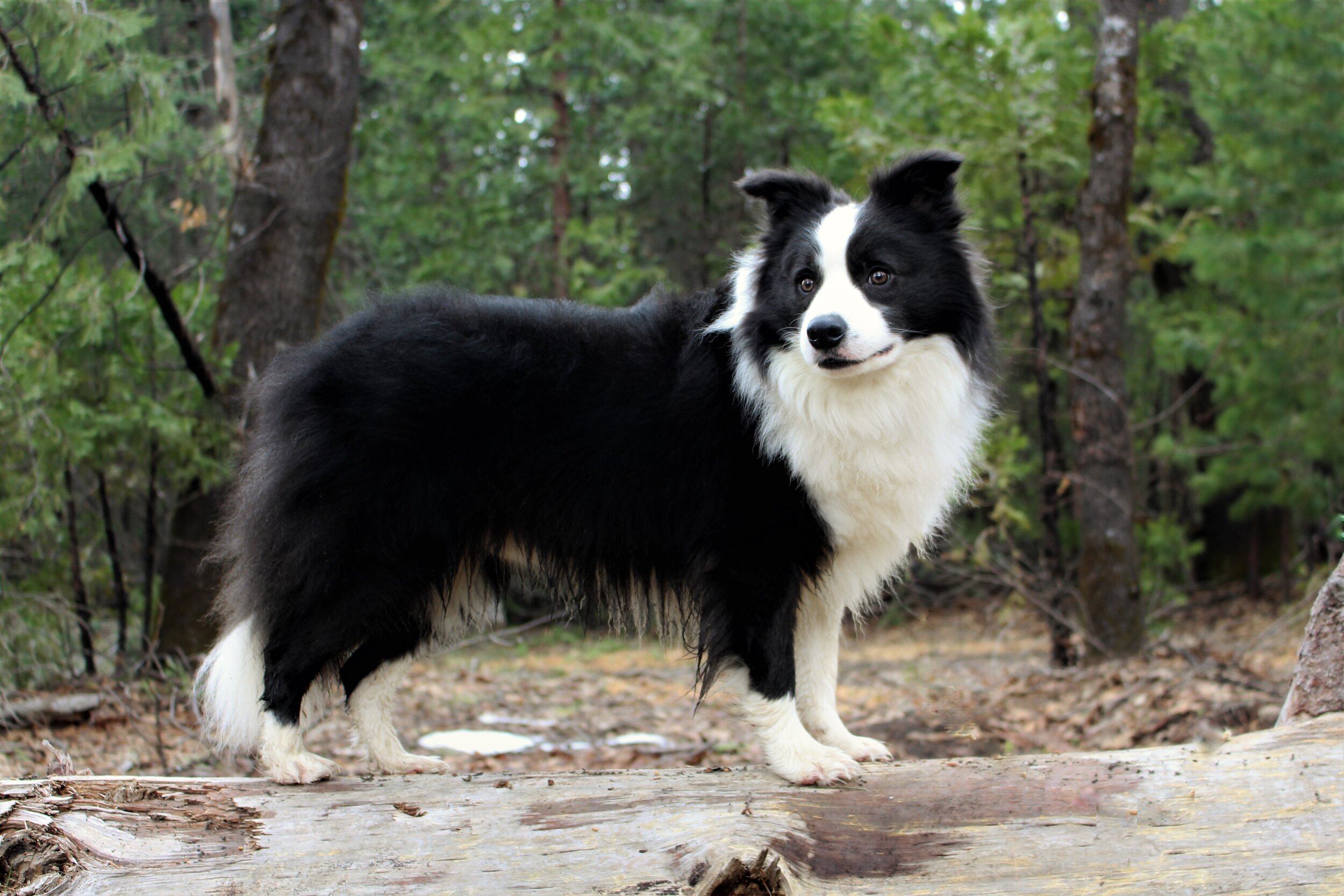 Omegamtn's Panda Bear "Panda" - Male — Team Reeves Ranch