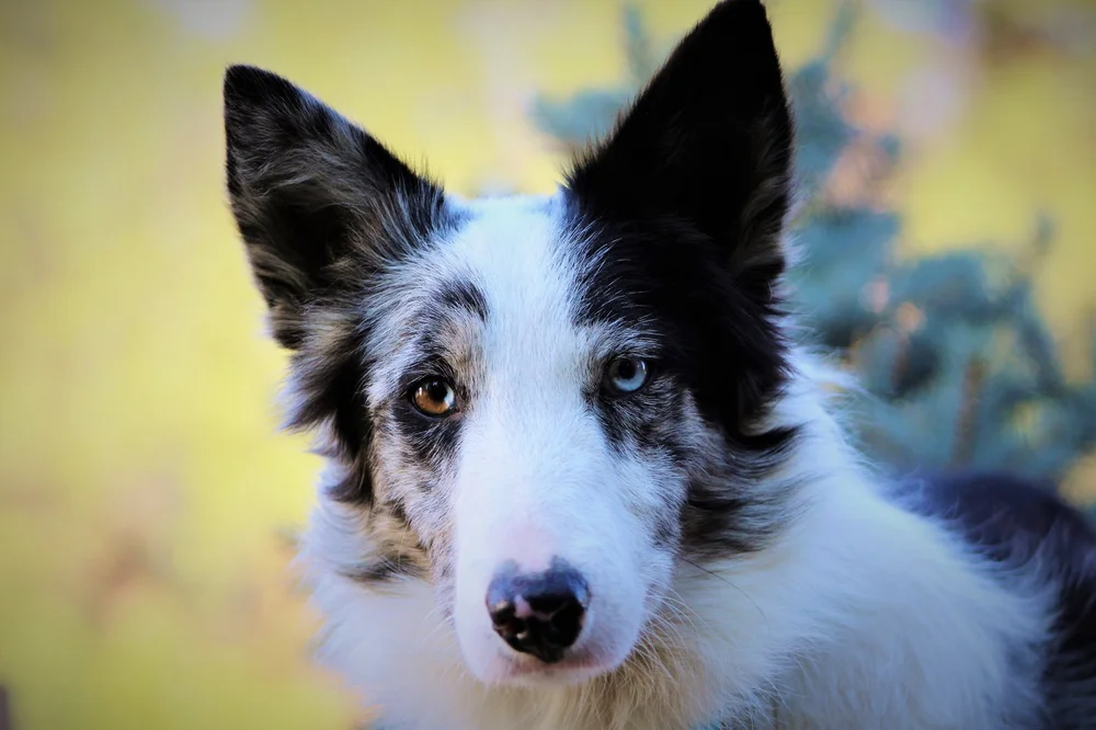 Top Quality Border Collies | Team Reeves Ranch