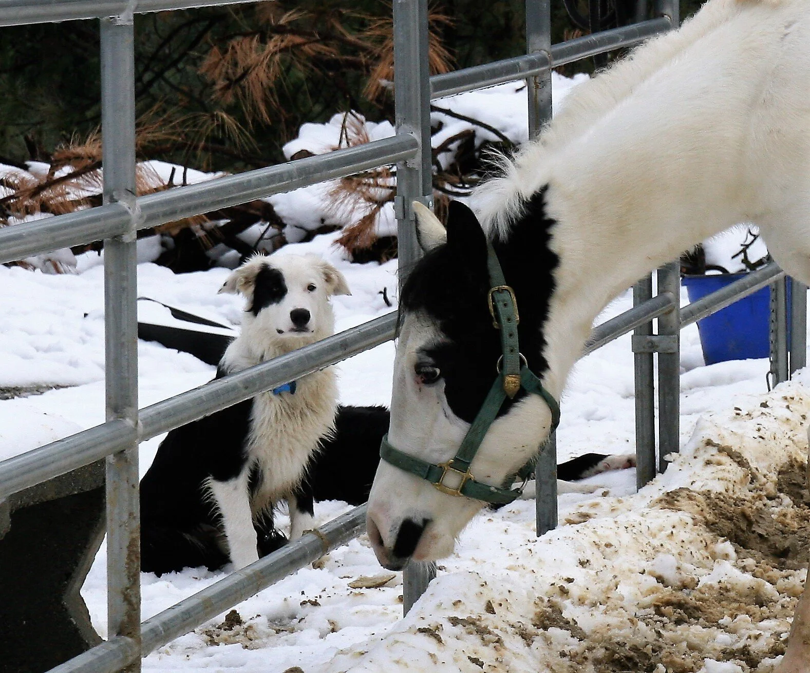 Top Quality Border Collies | Team Reeves Ranch