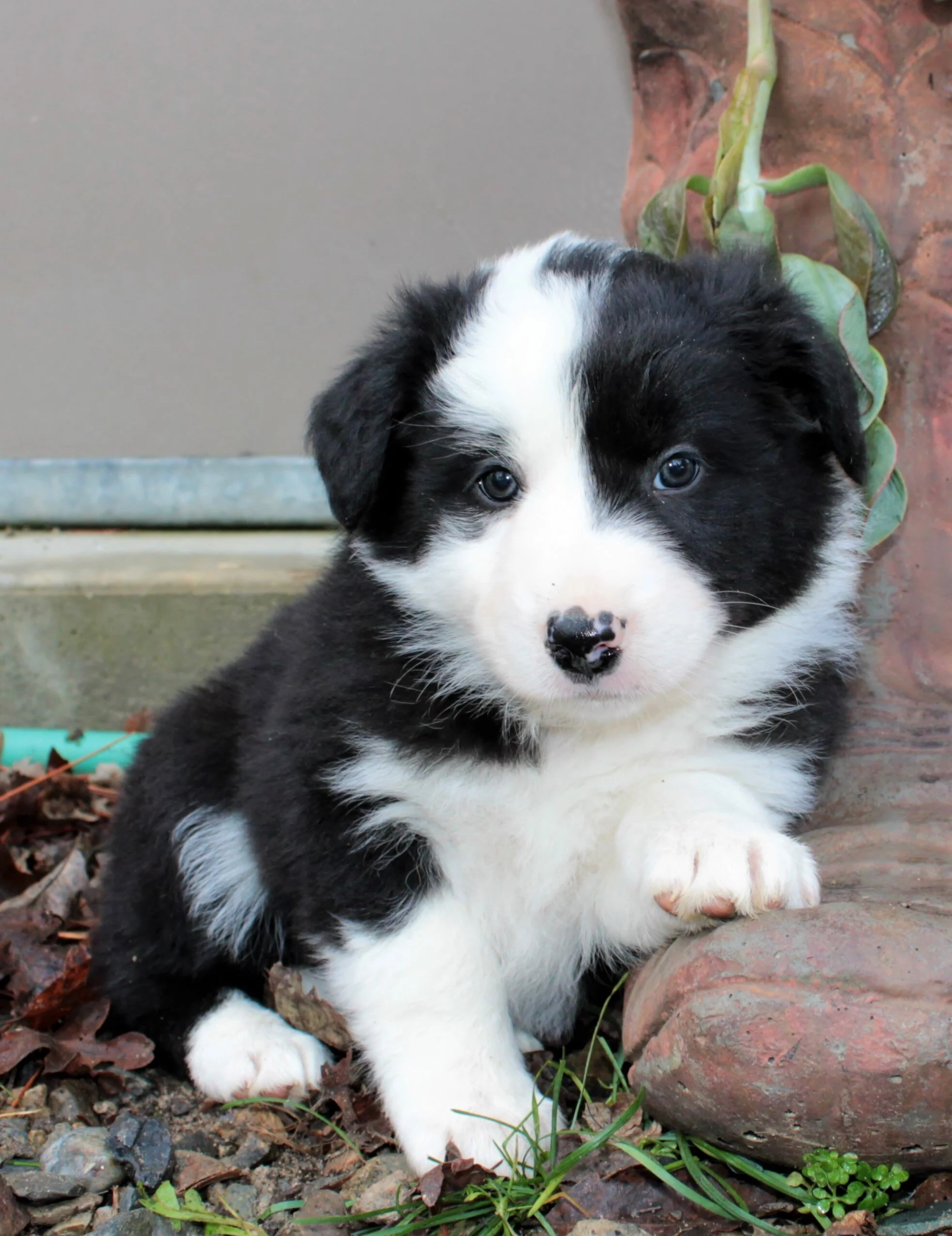 Top Quality Border Collies | Team Reeves Ranch