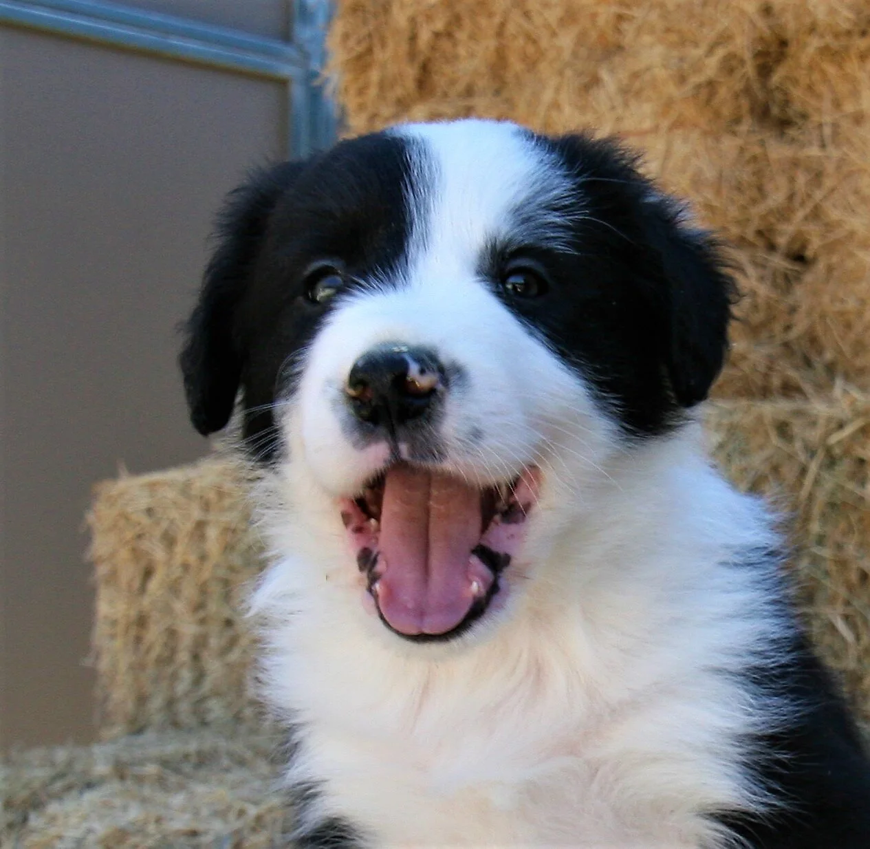 Top Quality Border Collies | Team Reeves Ranch