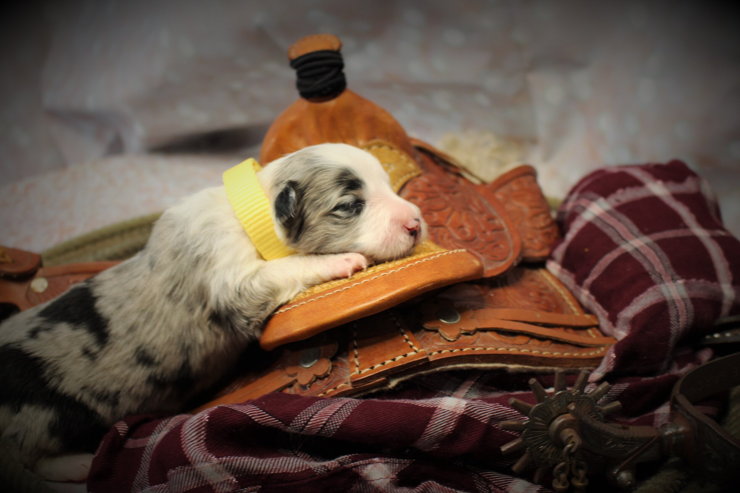 Top Quality Border Collies | Team Reeves Ranch