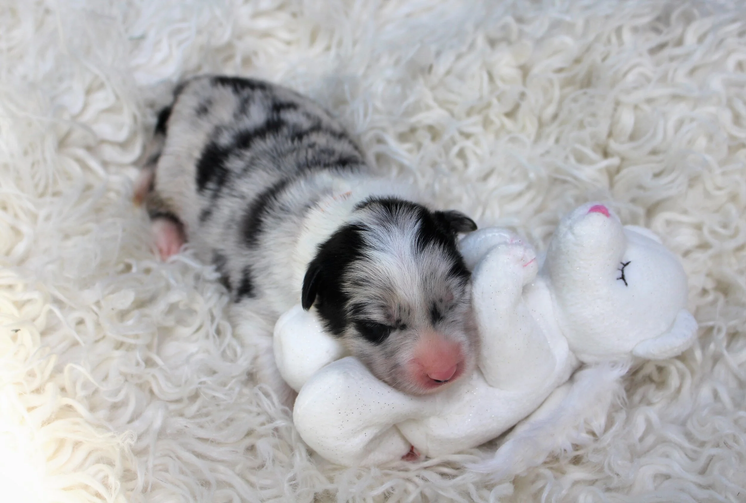 Border Collies | Reserve Your Puppy — Team Reeves Ranch