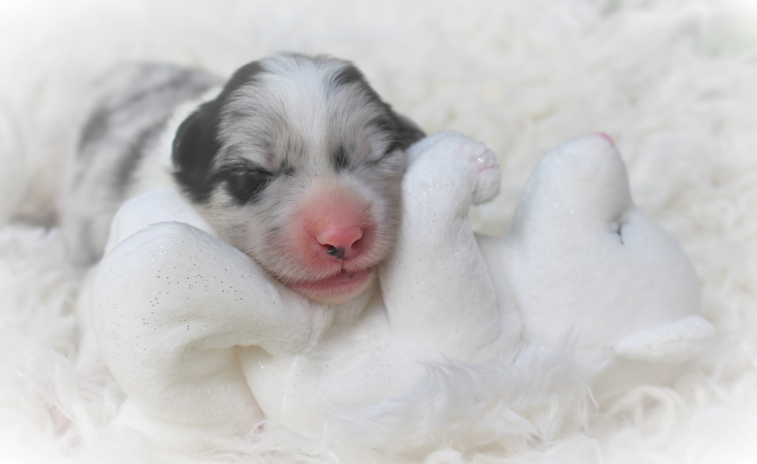 Top Quality Border Collies | Team Reeves Ranch