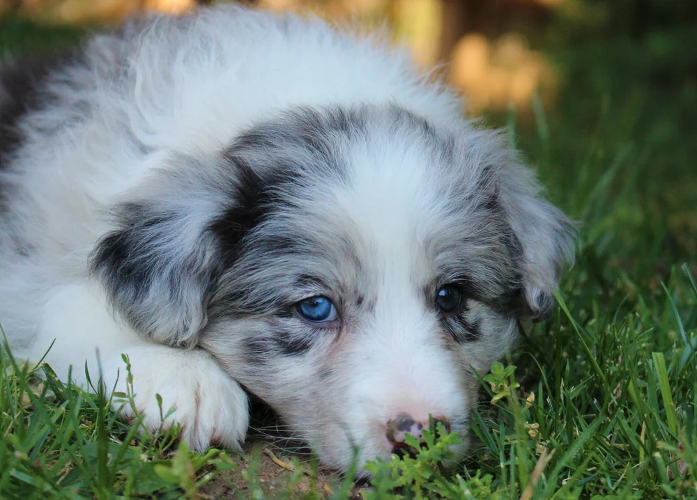 Top Quality Border Collies | Team Reeves Ranch