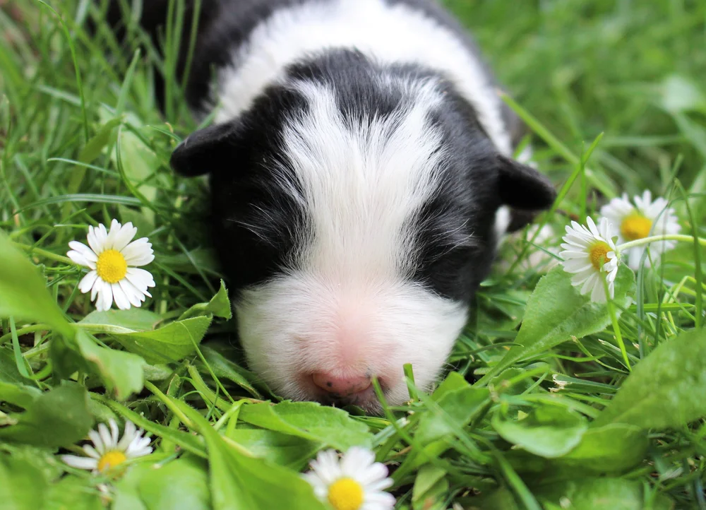 Top Quality Border Collies | Team Reeves Ranch