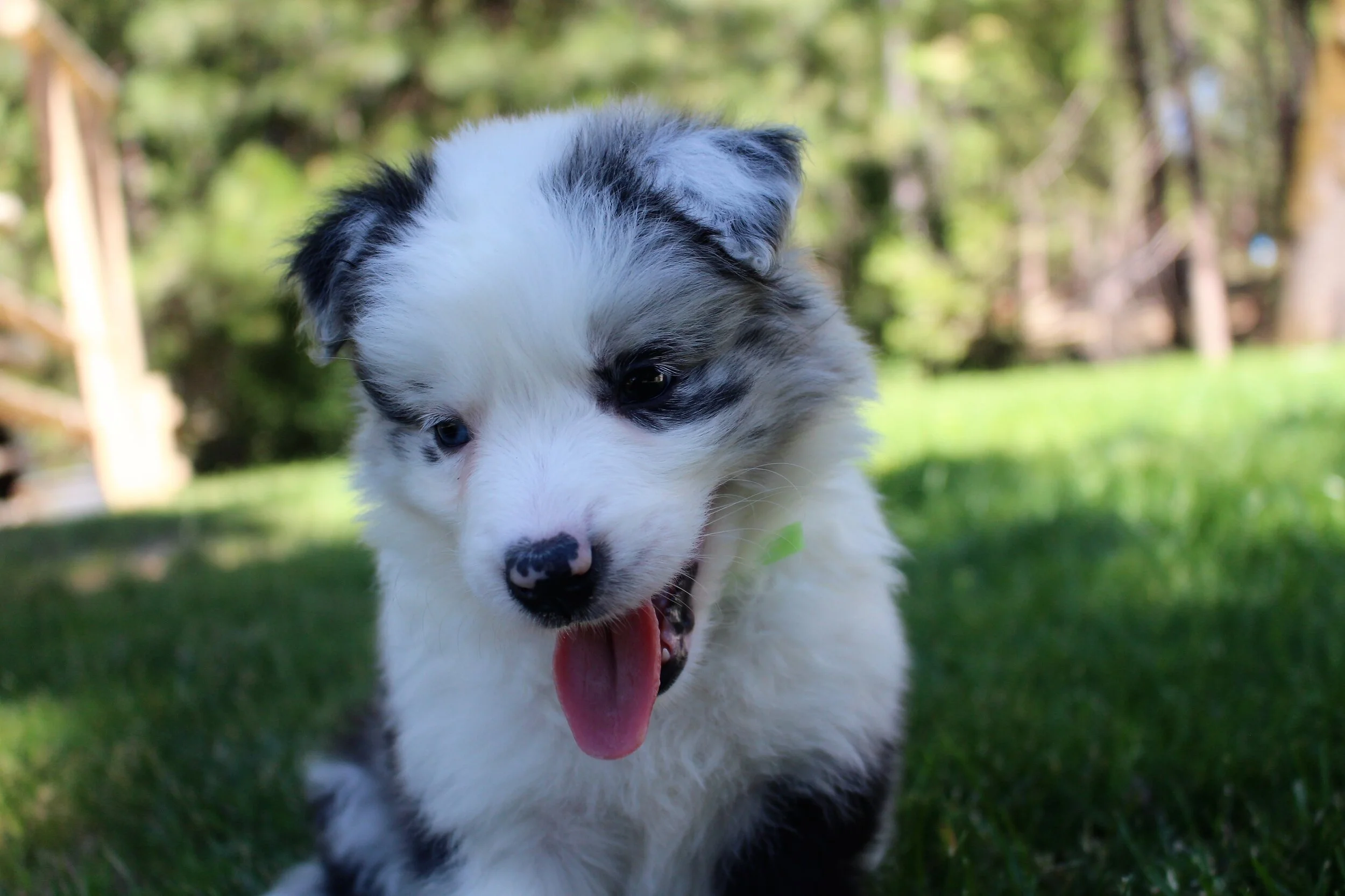Blue Merle Border Collies