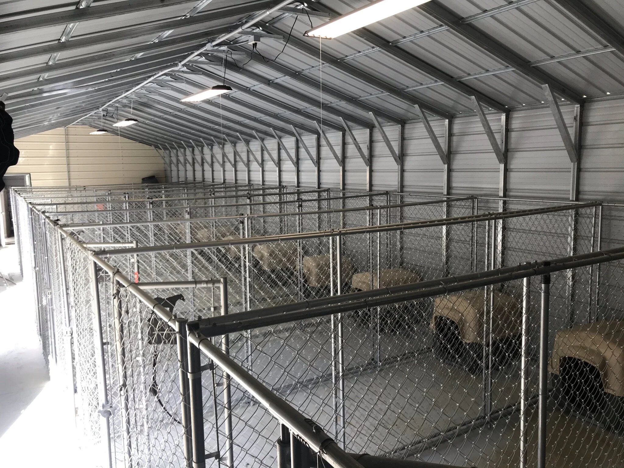 Team Reeves Ranch Puppies Available Now — Team Reeves Ranch