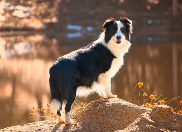 Our Dogs | Border Collies — Team Reeves Ranch
