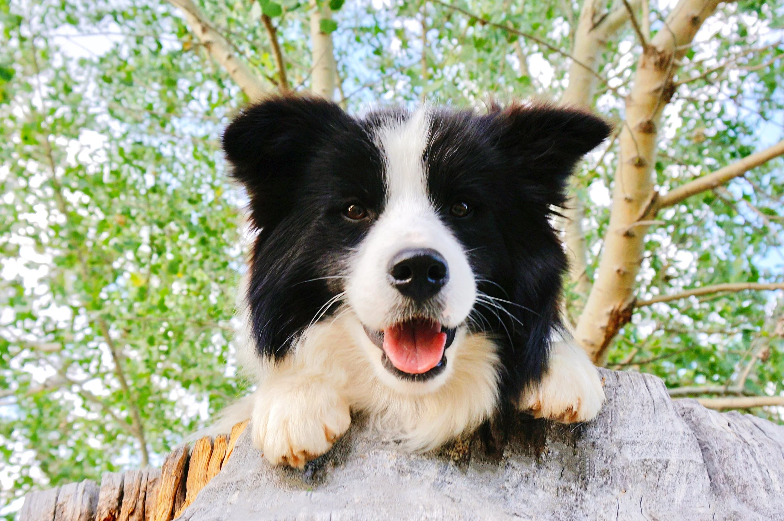 Our Dogs | Border Collies — Team Reeves Ranch