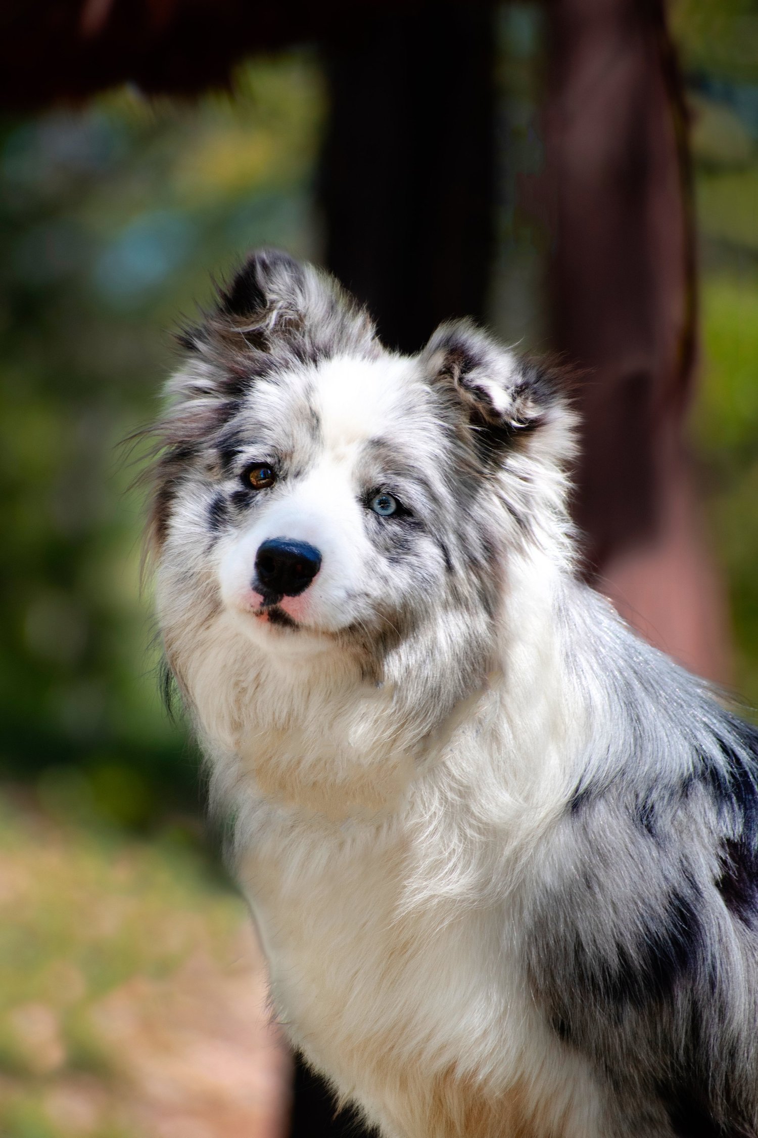 Our Dogs | Border Collies — Team Reeves Ranch