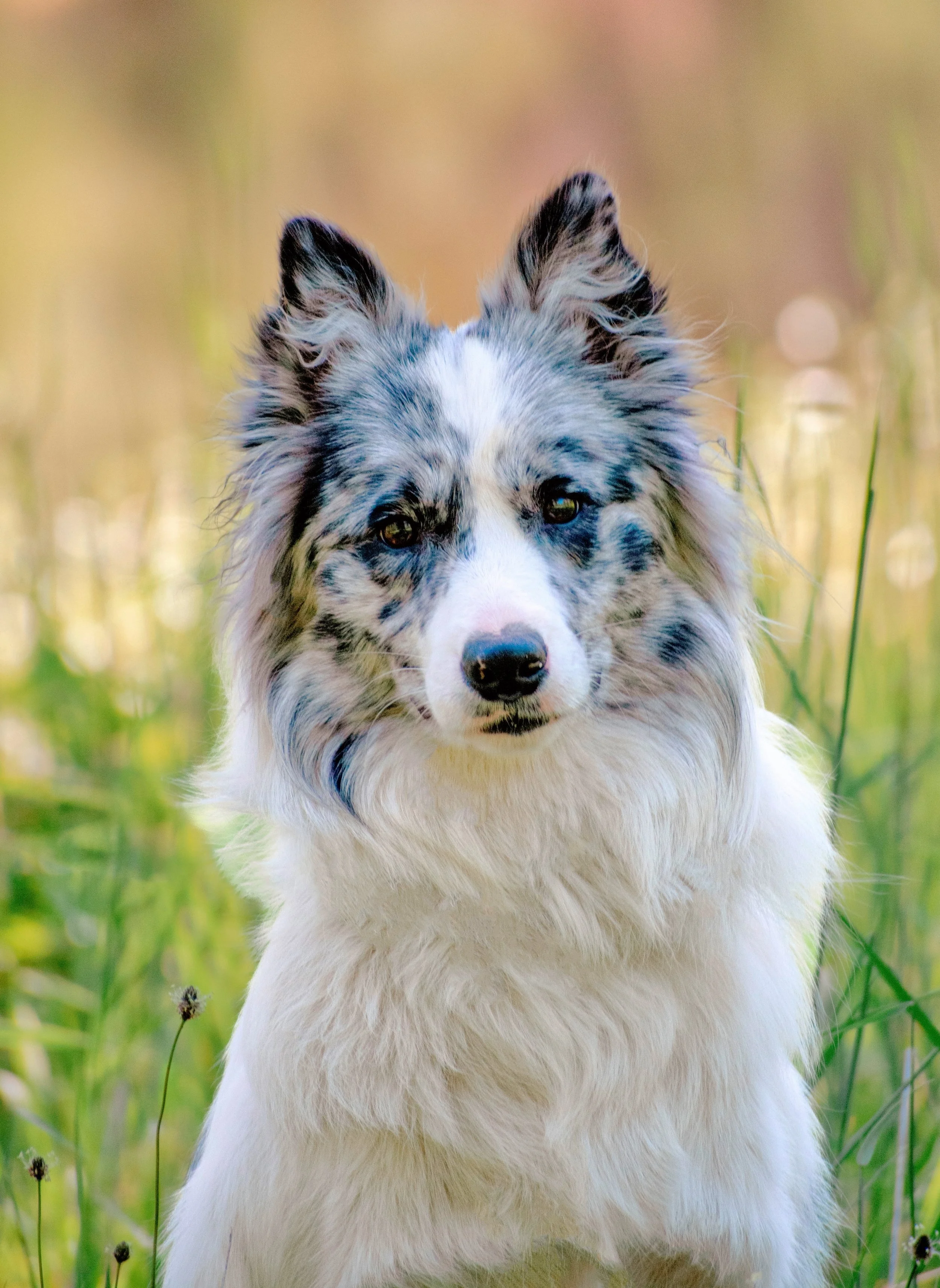 Our Dogs | Border Collies — Team Reeves Ranch