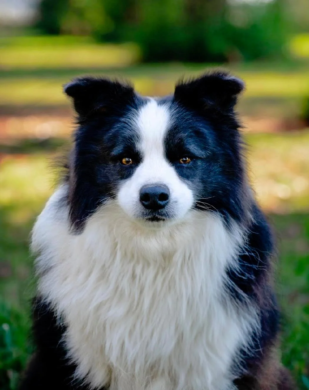 Our Dogs | Border Collies — Team Reeves Ranch