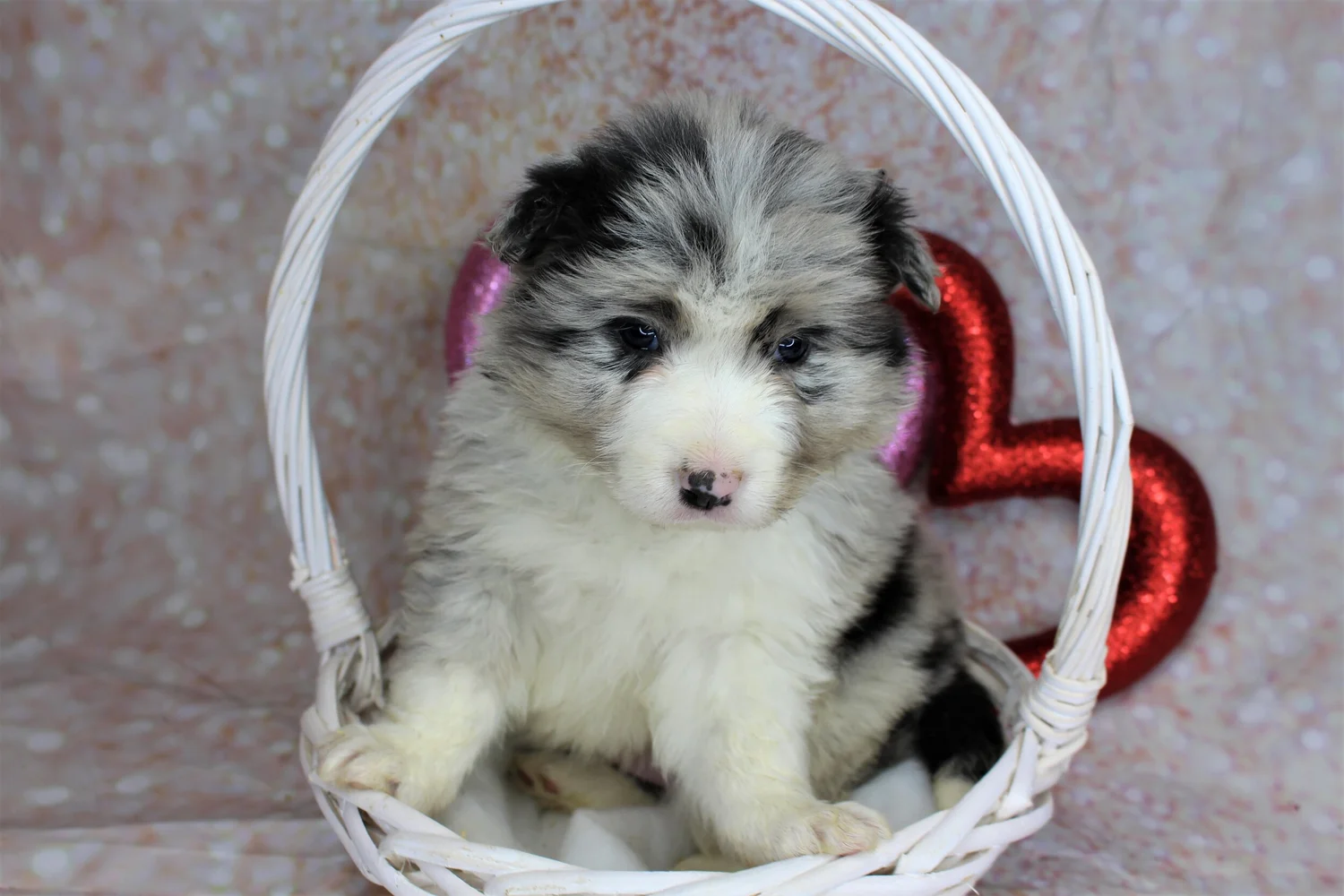 Top Quality Border Collies | Team Reeves Ranch