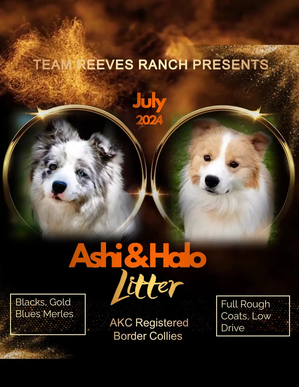 Top Quality Border Collies | Team Reeves Ranch