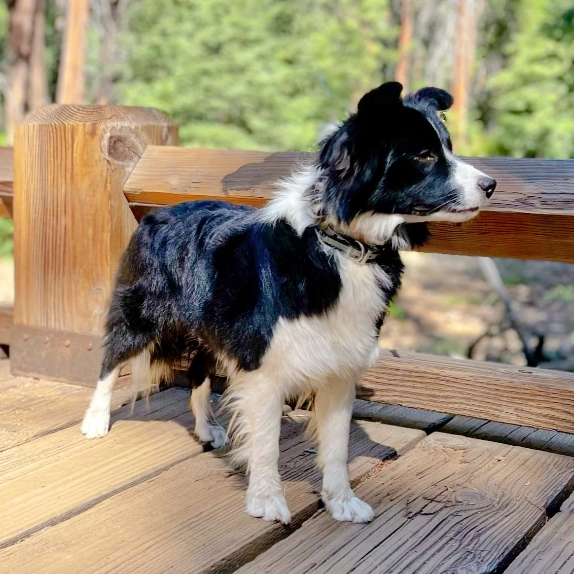 TR Road To Hana "Hana" - Female — Team Reeves Ranch