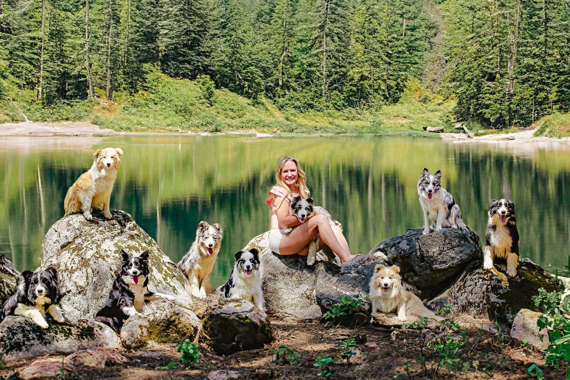 Top Quality Border Collies | Team Reeves Ranch