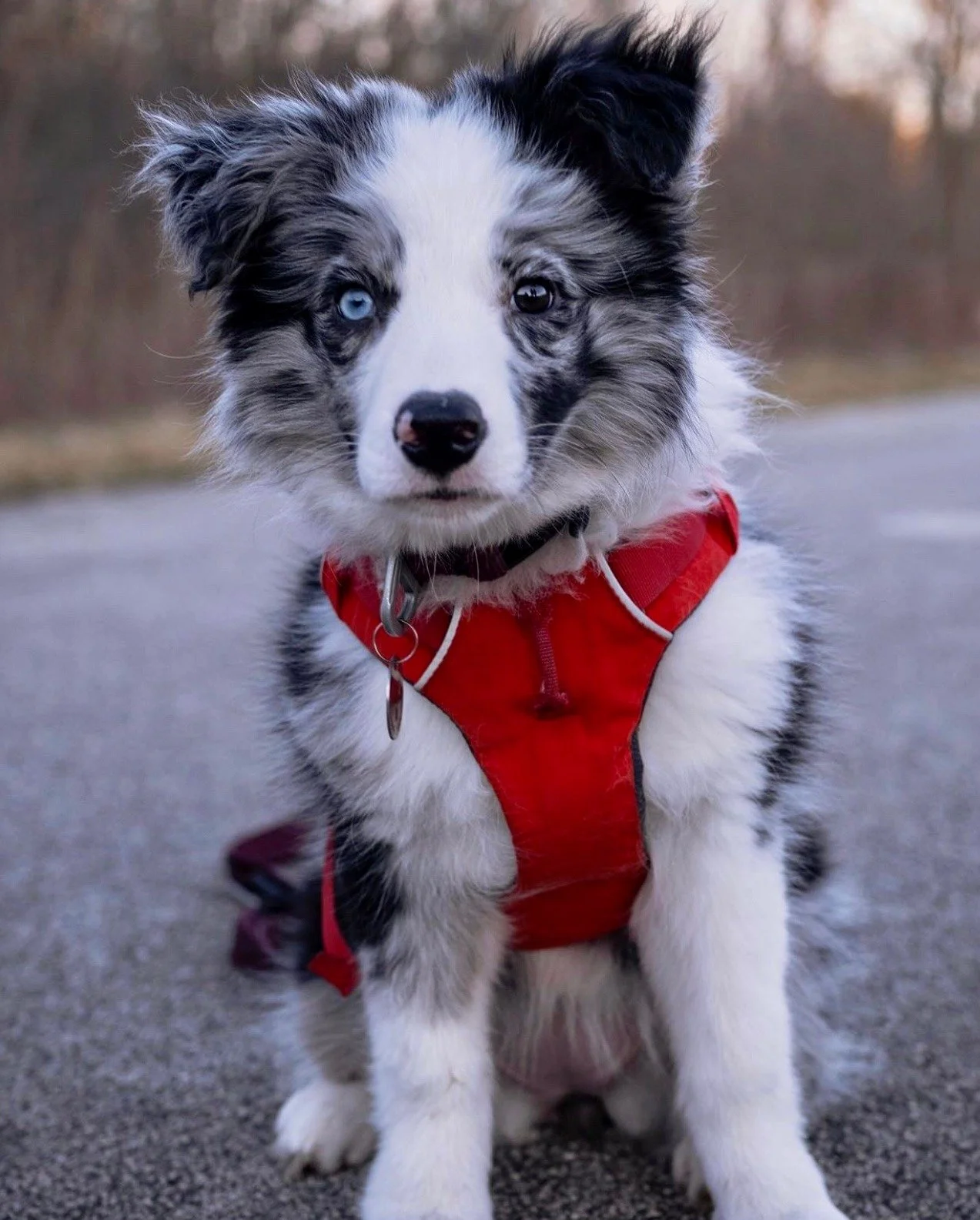 General 3 — Team Reeves Ranch