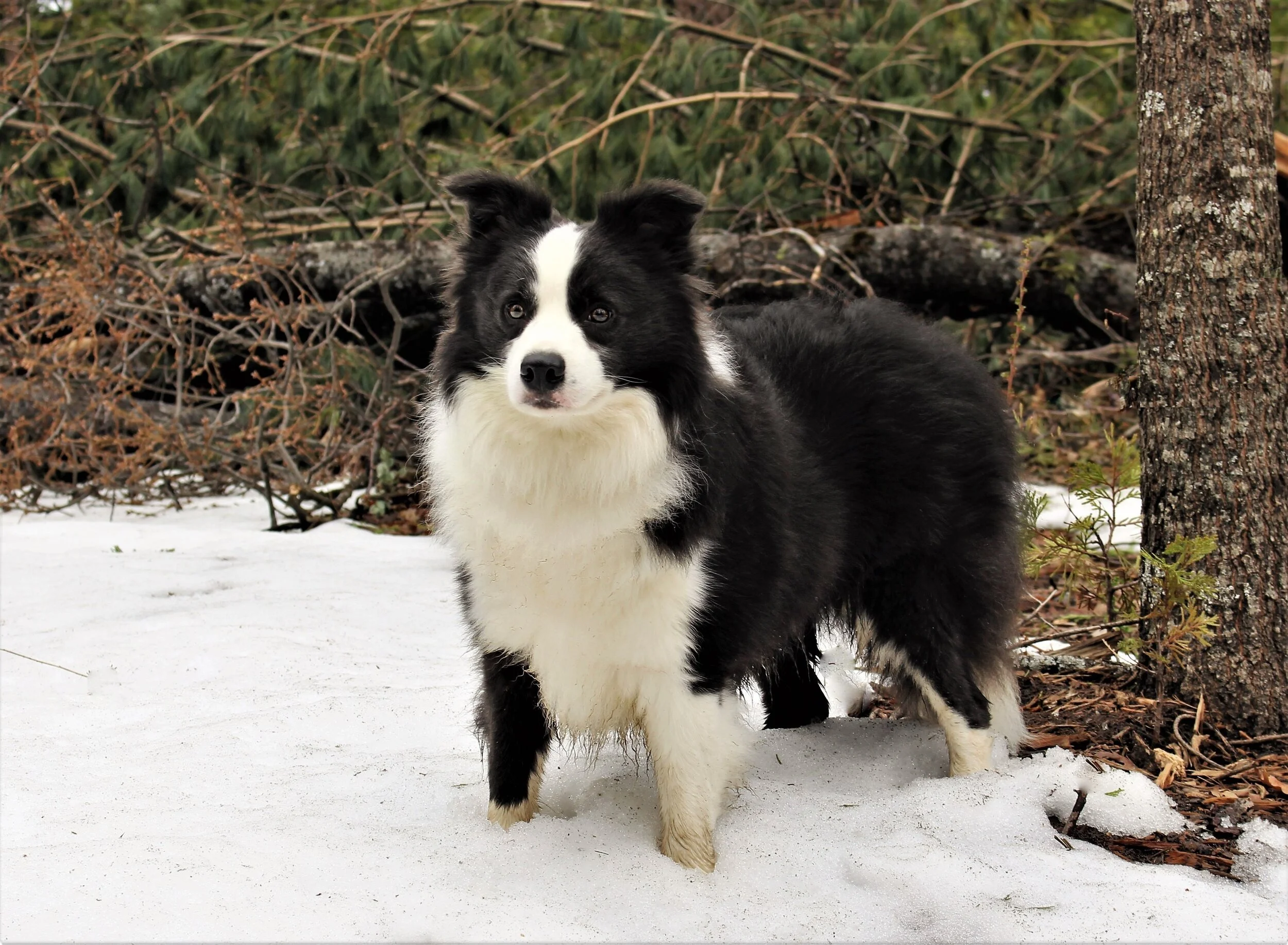 Omegamtn's Panda Bear "Panda" - Male — Team Reeves Ranch