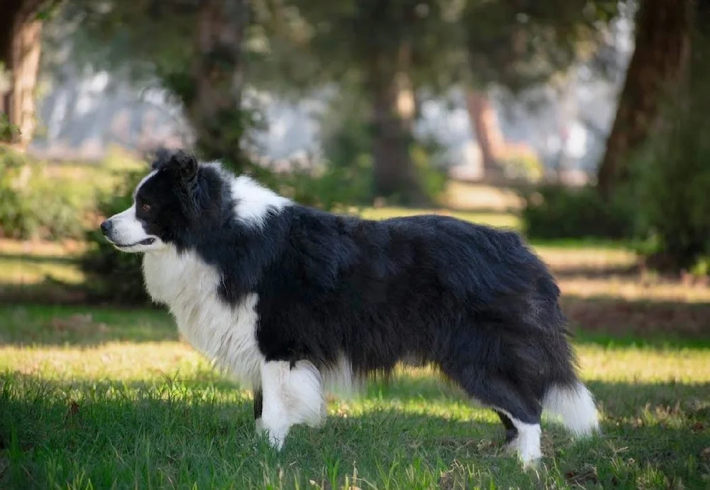 Omegamtn's Panda Bear "Panda" - Male — Team Reeves Ranch