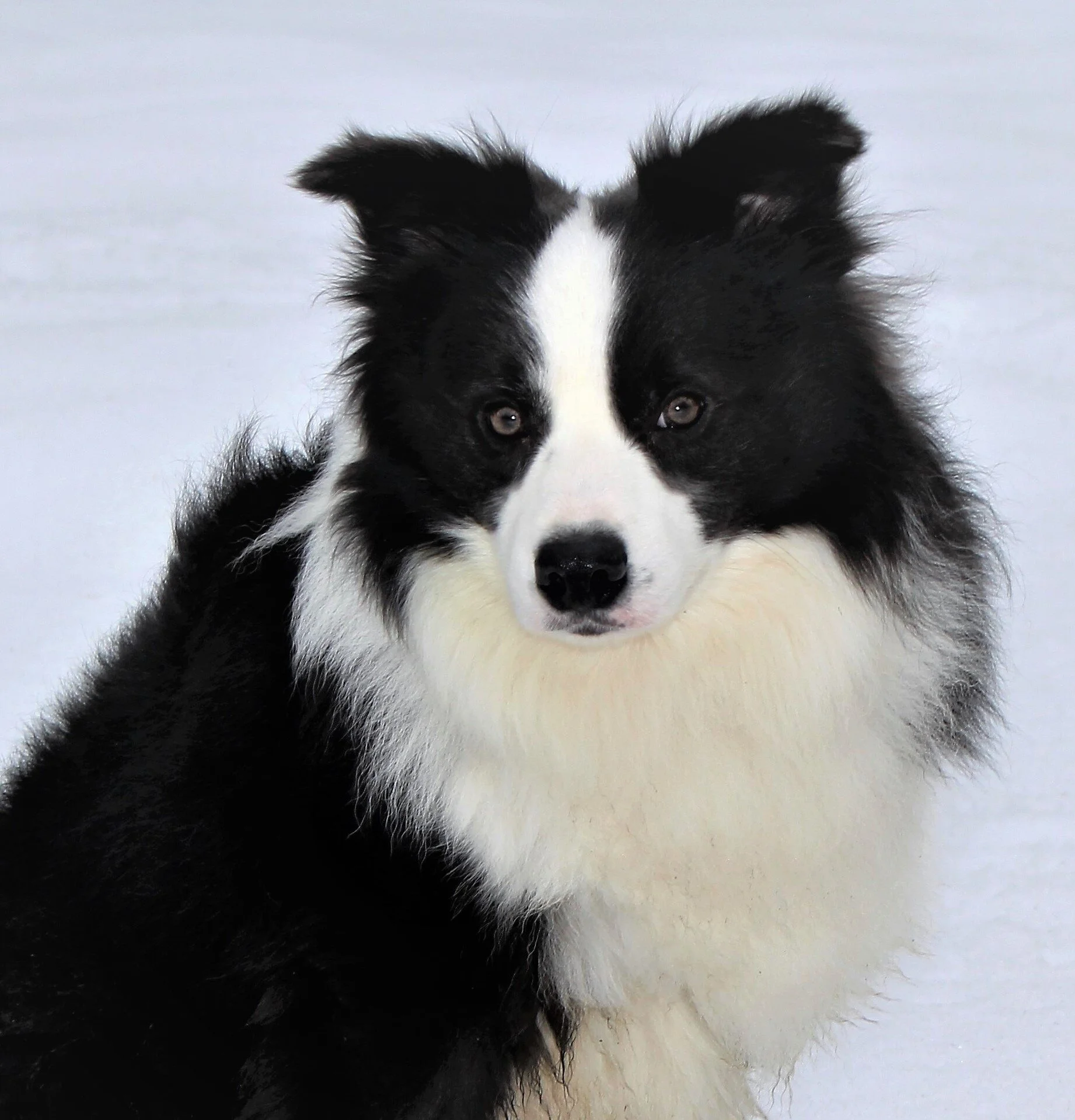 Omegamtn's Panda Bear "Panda" - Male — Team Reeves Ranch