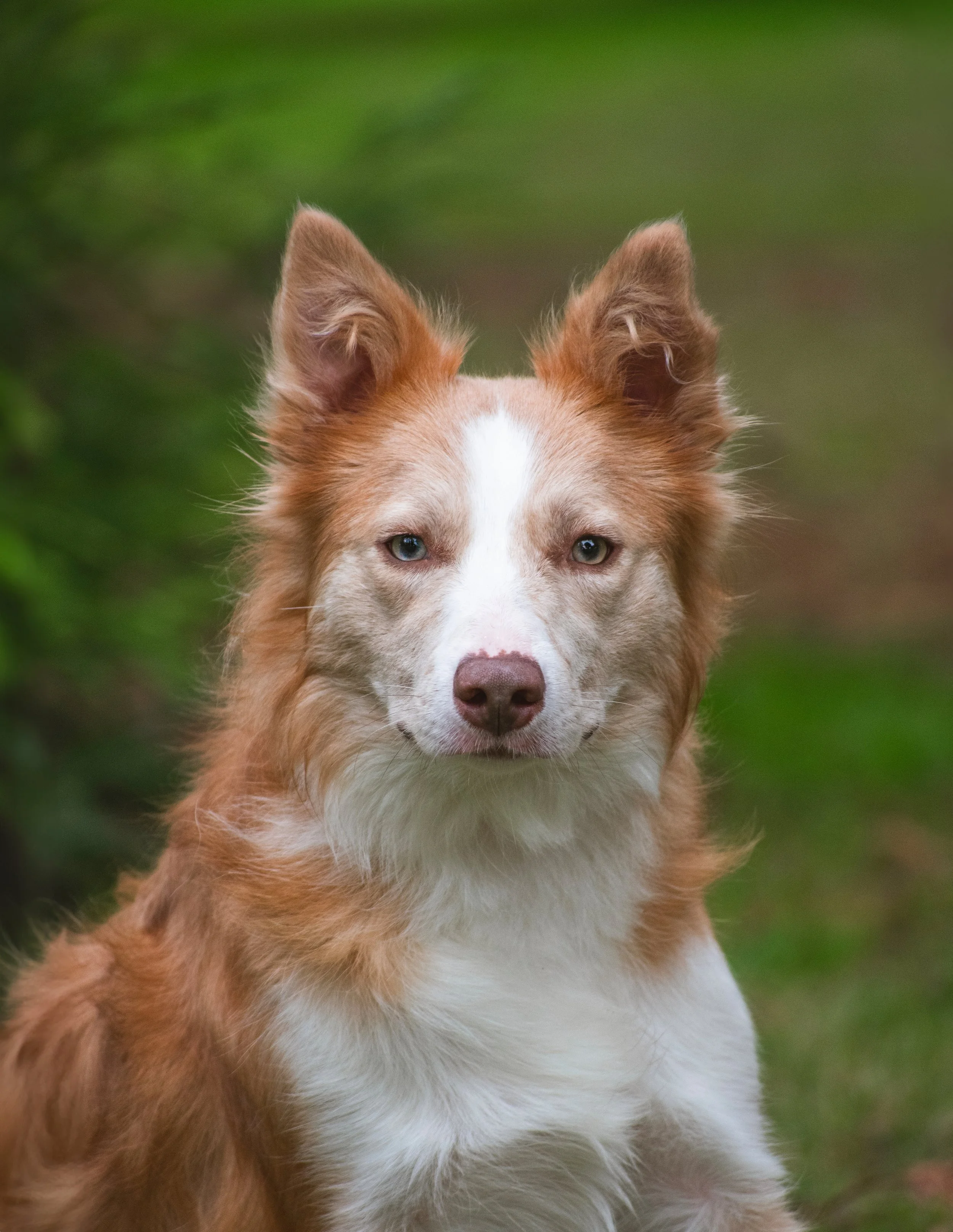 TR Lucy — Team Reeves Ranch