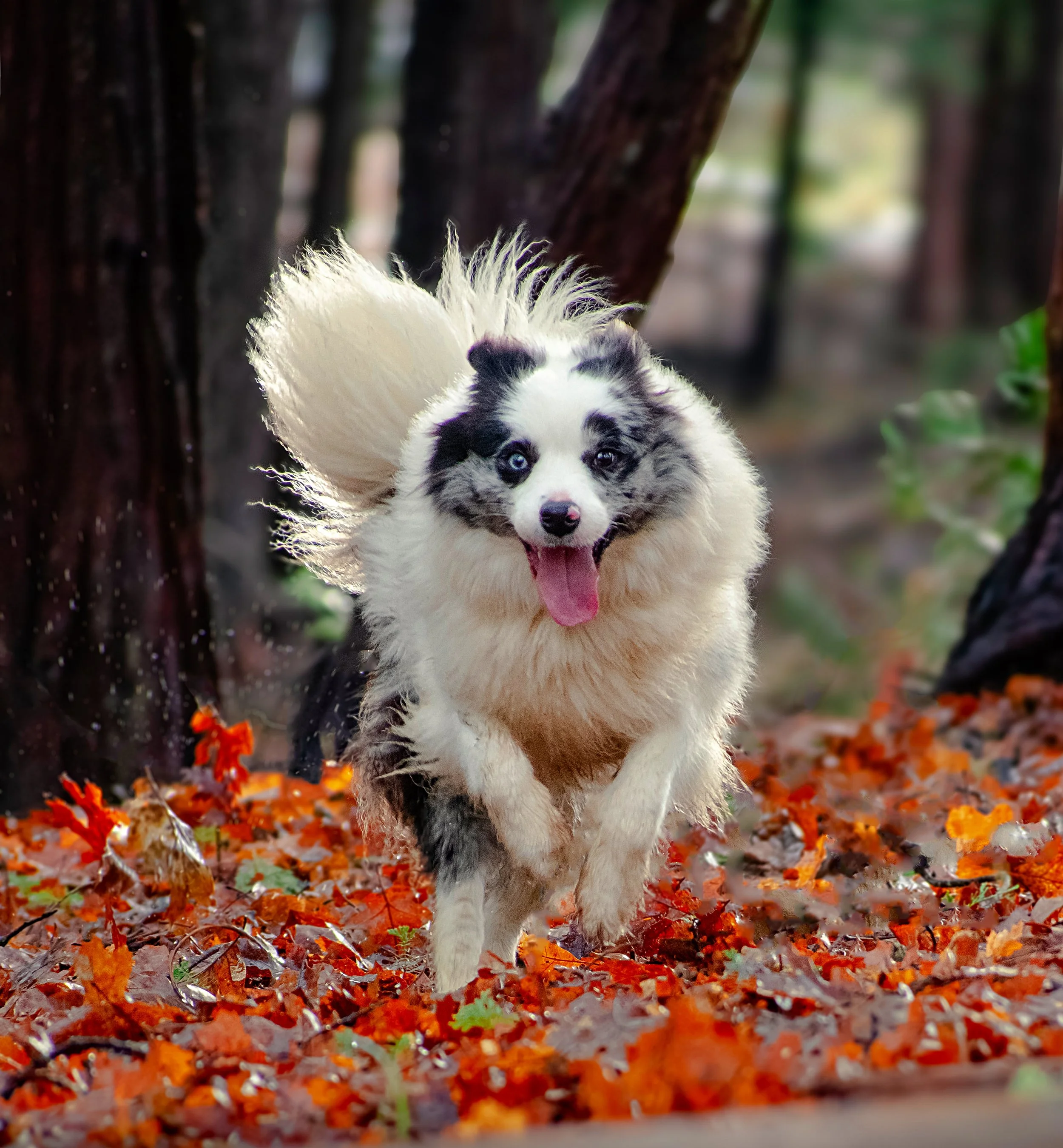 Shorelands Gotta Crush On Ewe "Cookie" - Female — Team Reeves Ranch