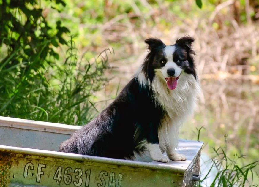 Omegamtn's Panda Bear "Panda" - Male — Team Reeves Ranch