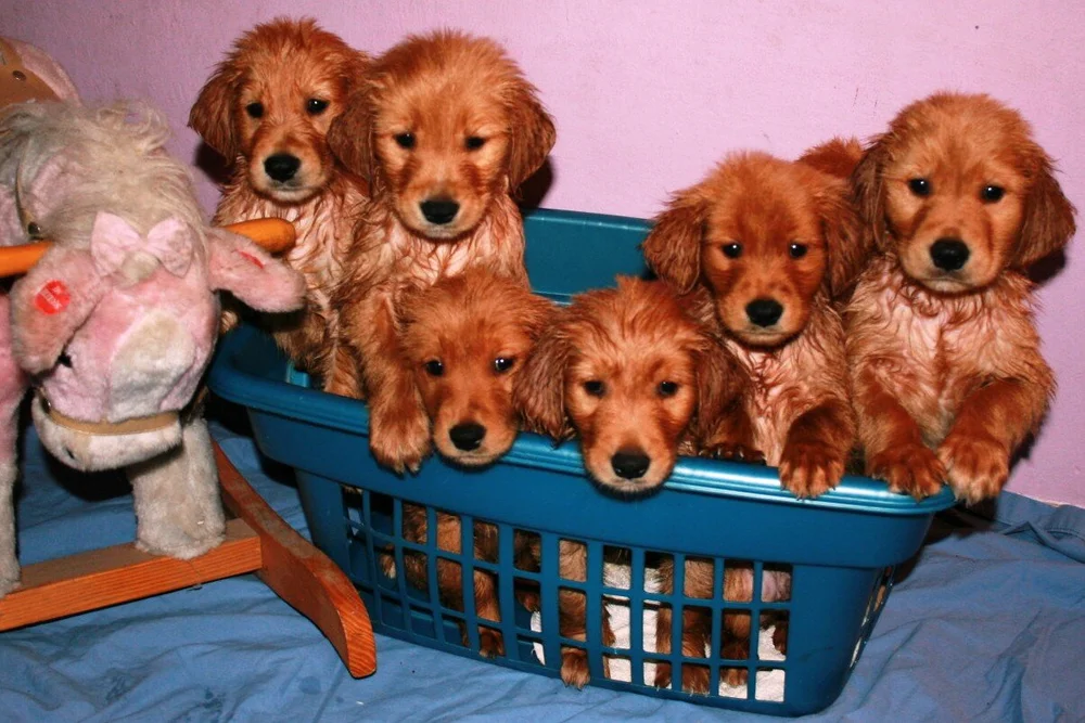 Red Golden Retriever Puppy