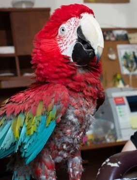 Feather Destruction: What is it, and how can I stop it? — Rhode Island ...