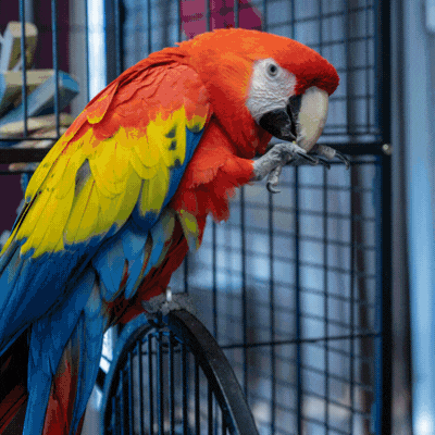 Adoption Program — Rhode Island Parrot Rescue